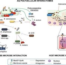 Microbial communication - FEMS