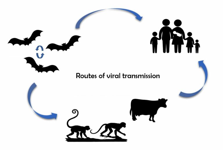 One Health: Ebola - bats, bushmeat and viral transmission - FEMS