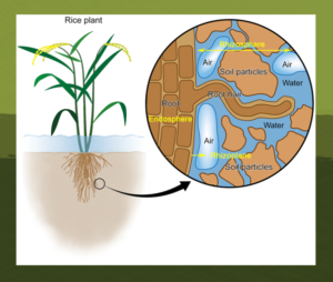 Out Now: Thematic Issue on China Soil Microbiome - FEMS