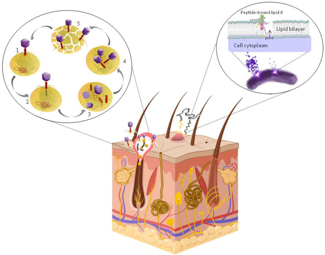 #FEMSmicroBlog: Skin in the game – enhancing the first line of defence ...