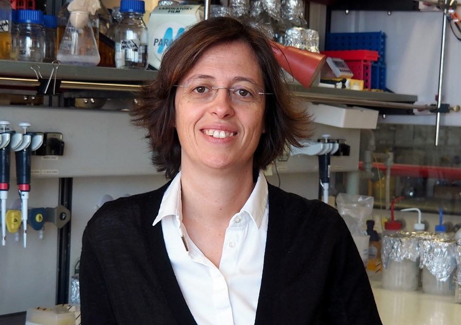 New EAM Member: Prof. Mariana Pinho - FEMS