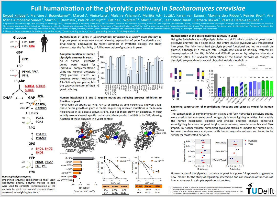 FEMS Yeast Research Poster Prize: Ewout Knibbe - FEMS