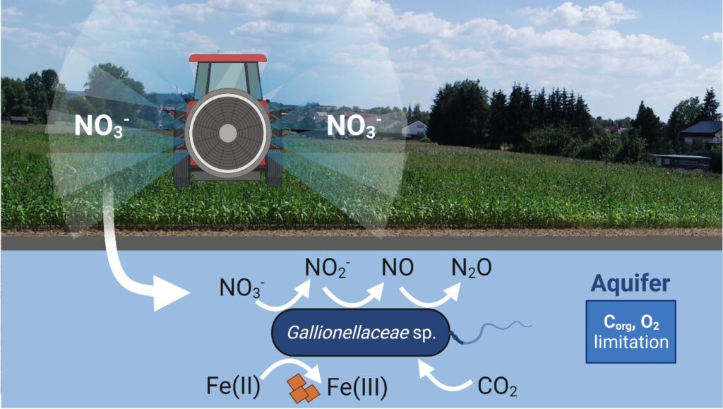 Rock-eating microbes remove nitrate from groundwater using iron(II)