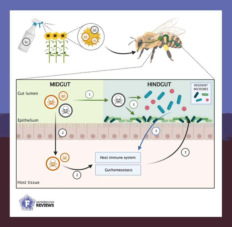 The bee gut microbiota and how pesticides affect it - FEMSmicroBlog