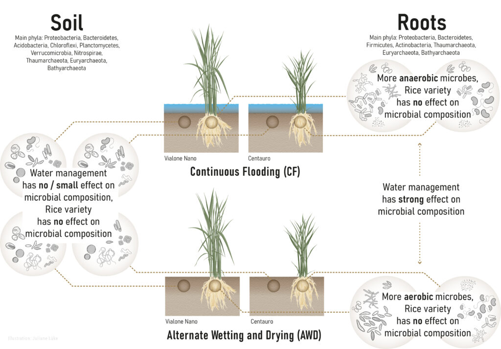 Growing rice with less water – how do microbes like it? - FEMSmicroBlog
