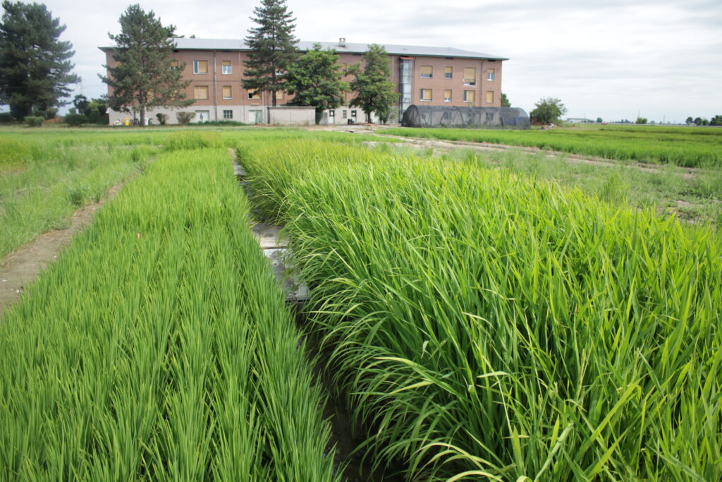 Growing rice with less water – how do microbes like it? - FEMSmicroBlog