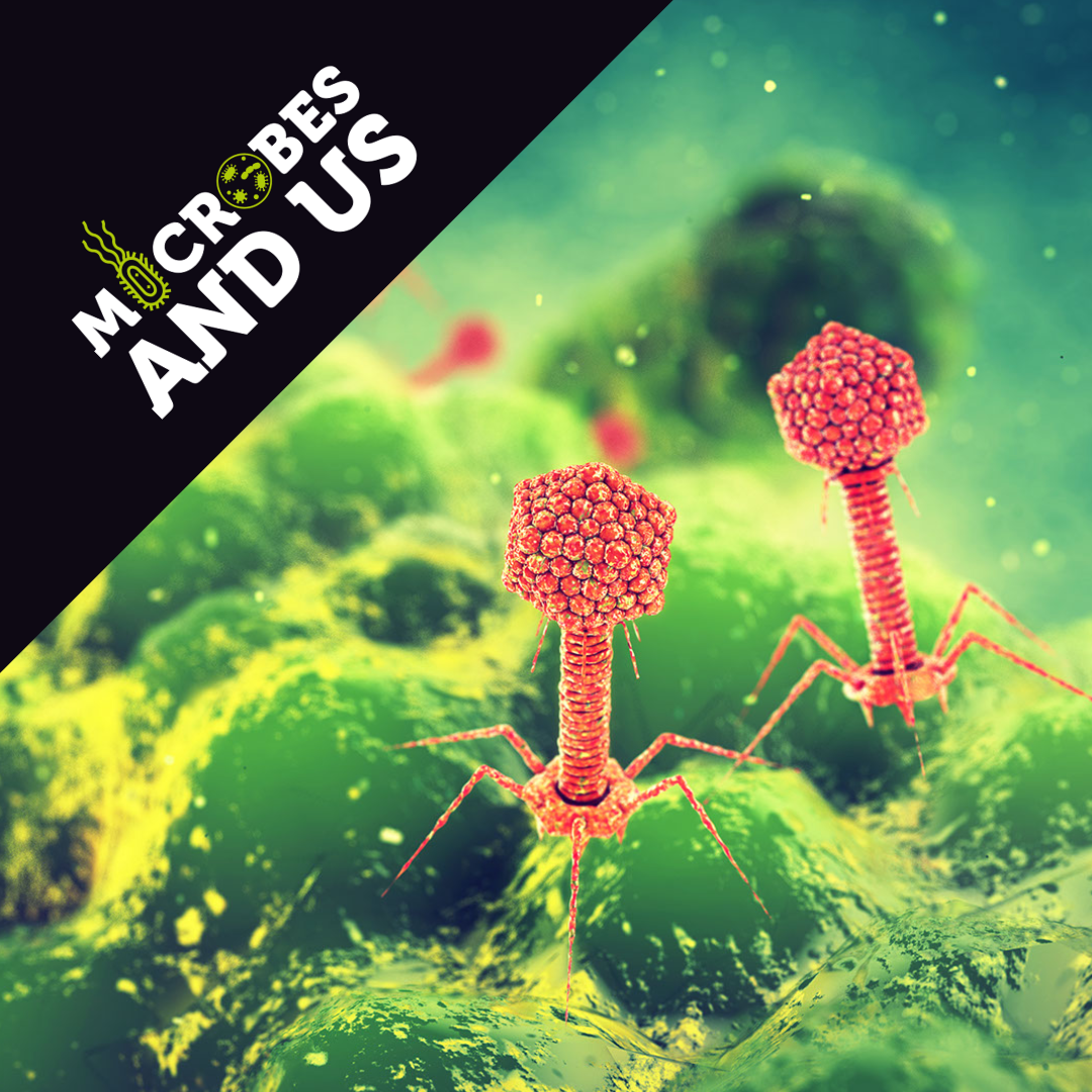 Microbes and Us Podcast Episode 12: How do bacteria fight their viruses ...