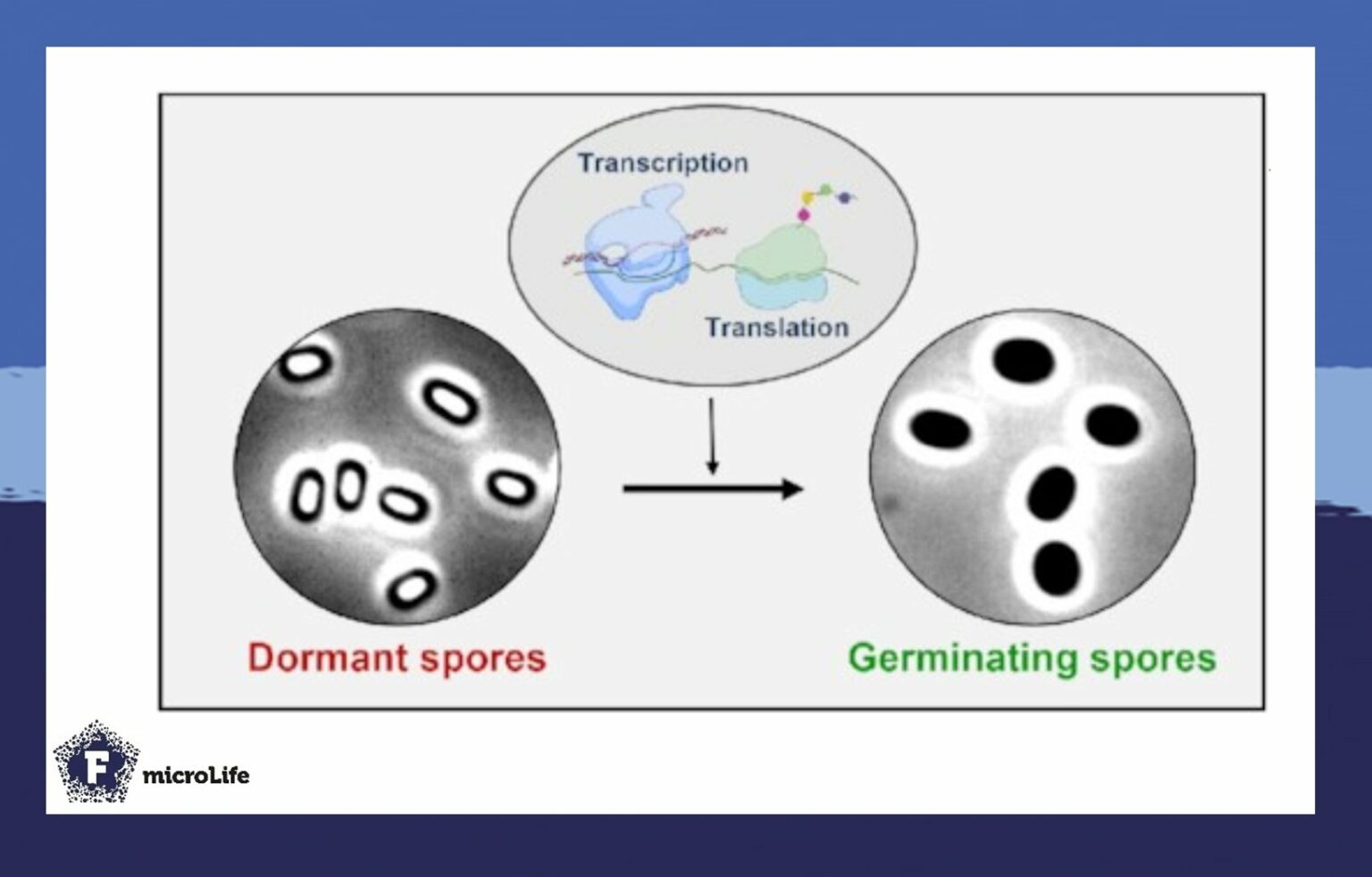 microLife article feature: Reviving the view: evidence that ...