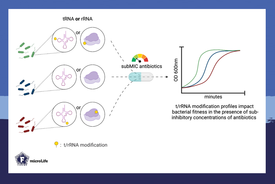 #FEMSmicroBlog: Bacteria adapting to small amounts of antibiotics - FEMS
