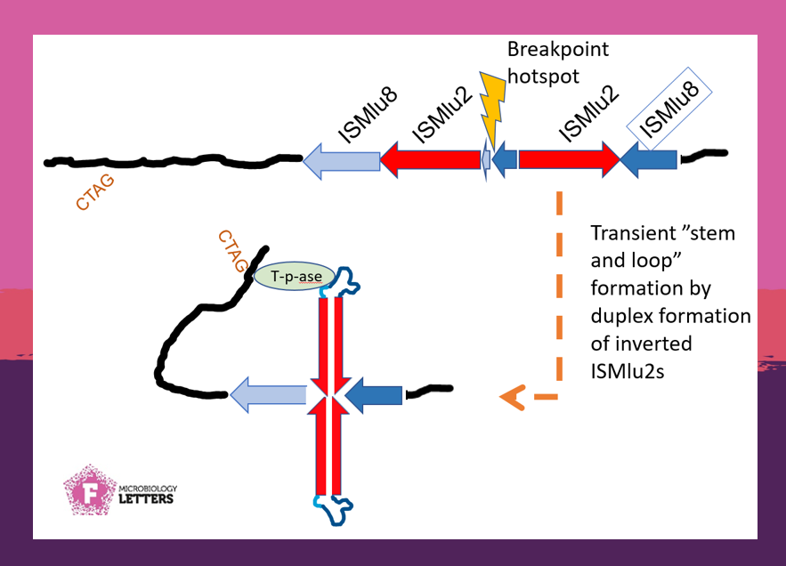 Micrococcus luteus closes the gap with insertion sequences