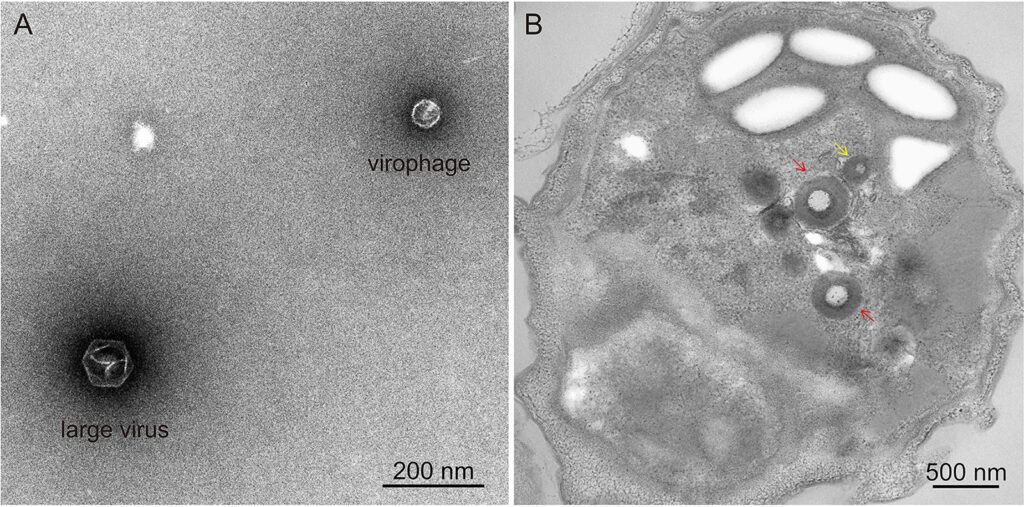 Welcome to the new environmental viruses discovered in 2022 - FEMS