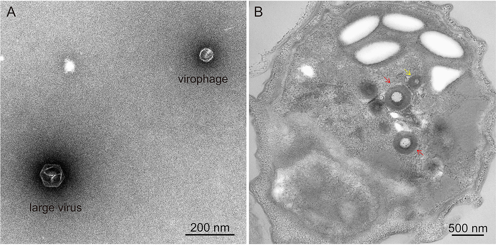 Welcome to the new environmental viruses discovered in 2022 - FEMS
