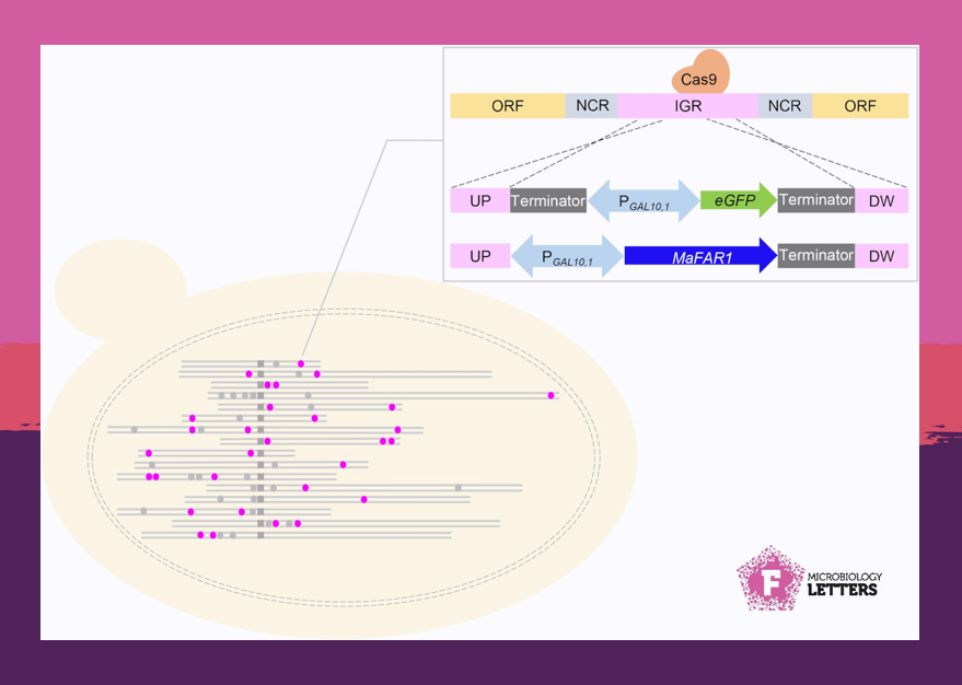 #FEMSmicroBlog: New genomic integration sites for the yeast cell factory
