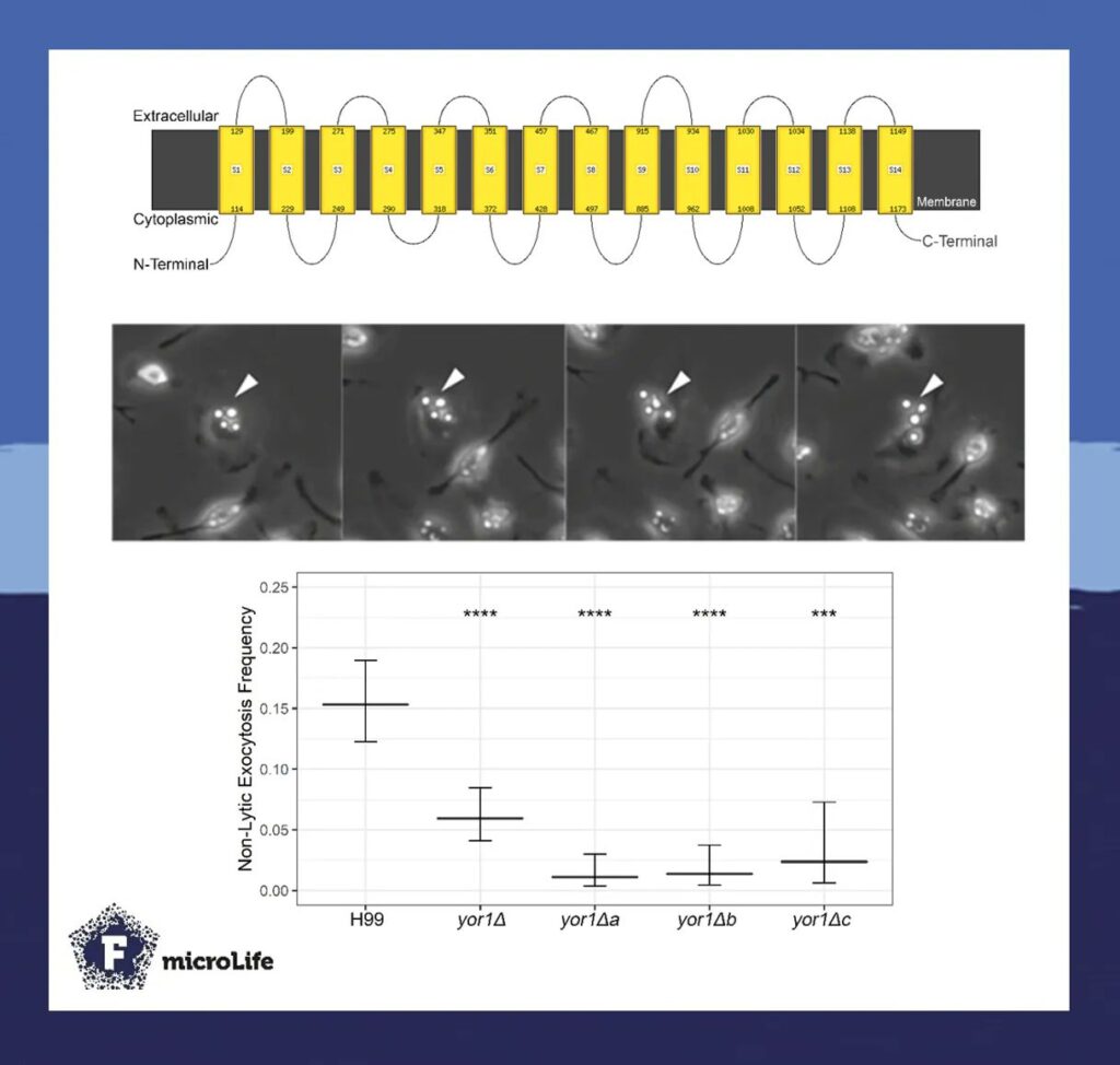 microLife article feature: Cryptococcus neoformans releases proteins ...