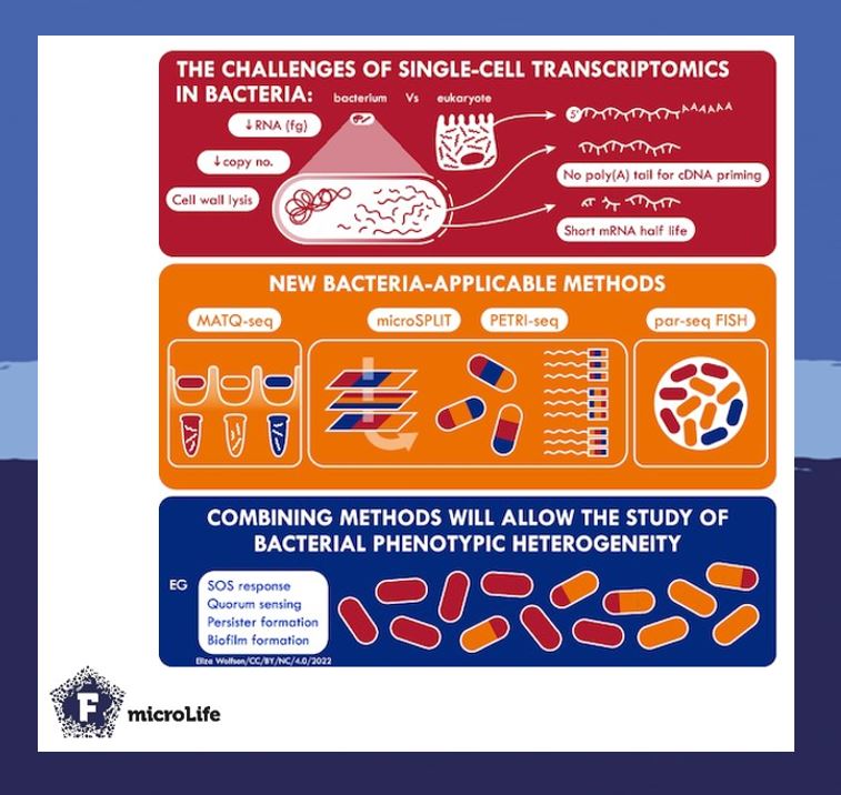 Microlife Article Feature Ushering In A New Era Of Single Cell