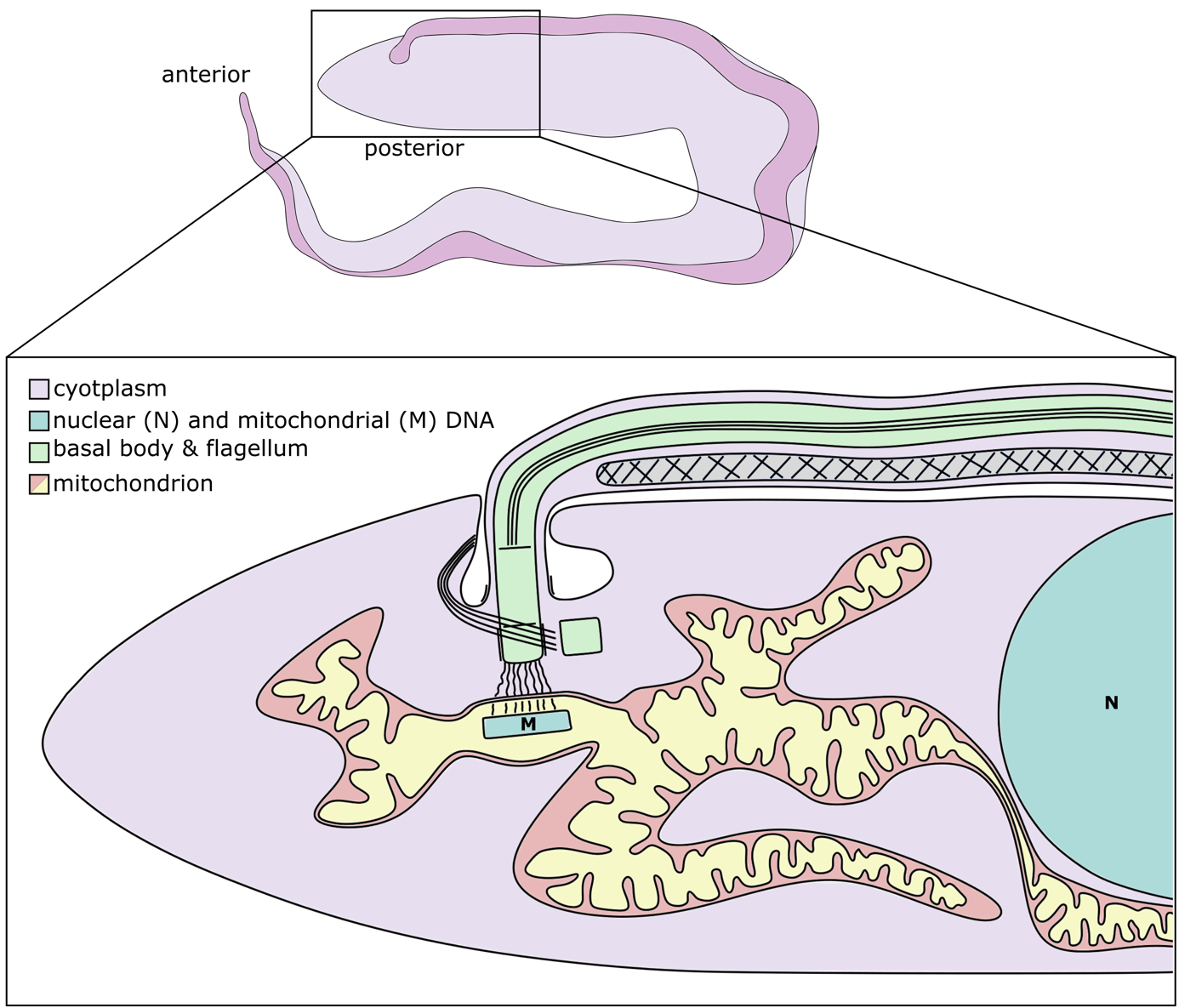 #FEMSmicroBlog: How Trypanosomes keep their mitochondrial genome