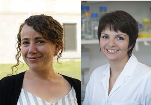 #FEMSmicroBlog: The untapped world of small archaeal proteomes - FEMS