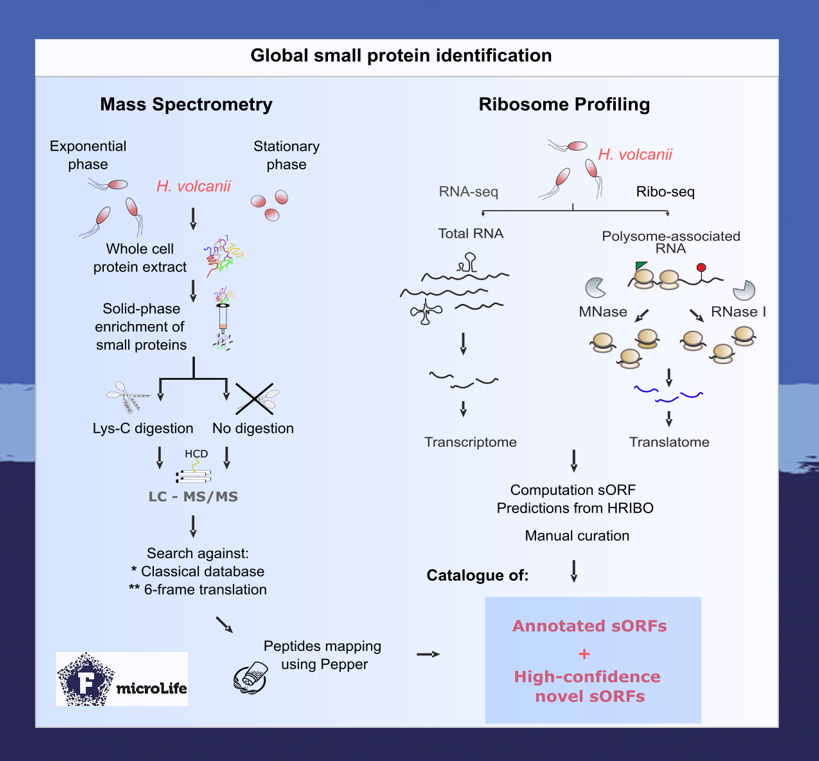#FEMSmicroBlog: The untapped world of small archaeal proteomes - FEMS