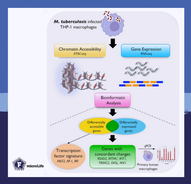 Tuberculosis bacteria alter the structure of human DNA - FEMS