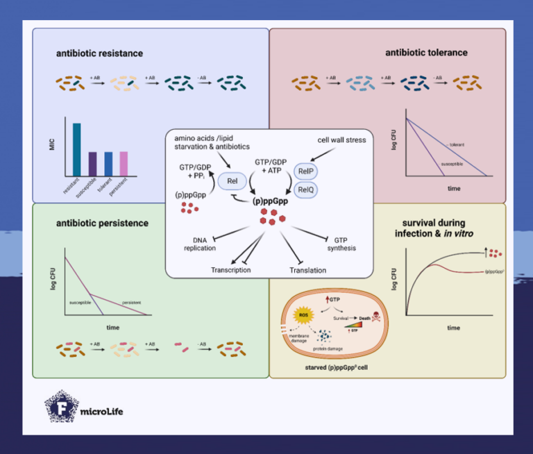 Bacteria use a stress response to counteract antibiotics
