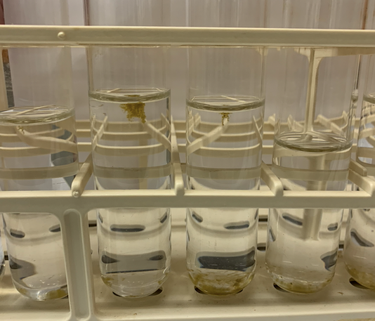 #FEMSmicroBlog: What does climate change mean for cold-adapted algae ...