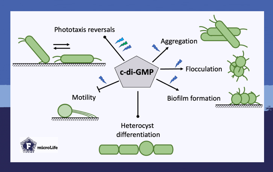 Cyclic di-GMP controls how cyanobacteria adapt to light