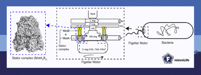 Unraveling the stator complex of the bacterial flagellar motor
