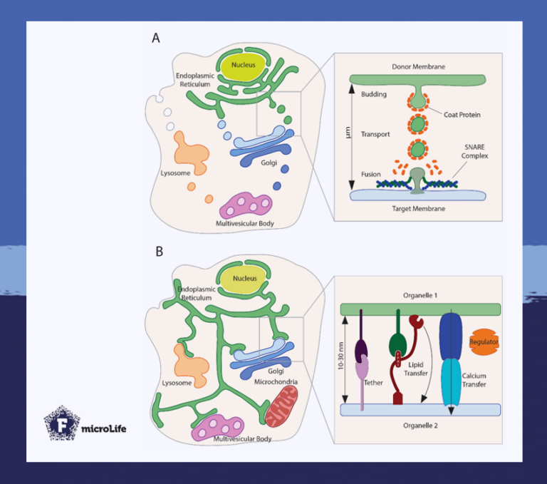 Intracellular membrane contact sites between pathogen and host