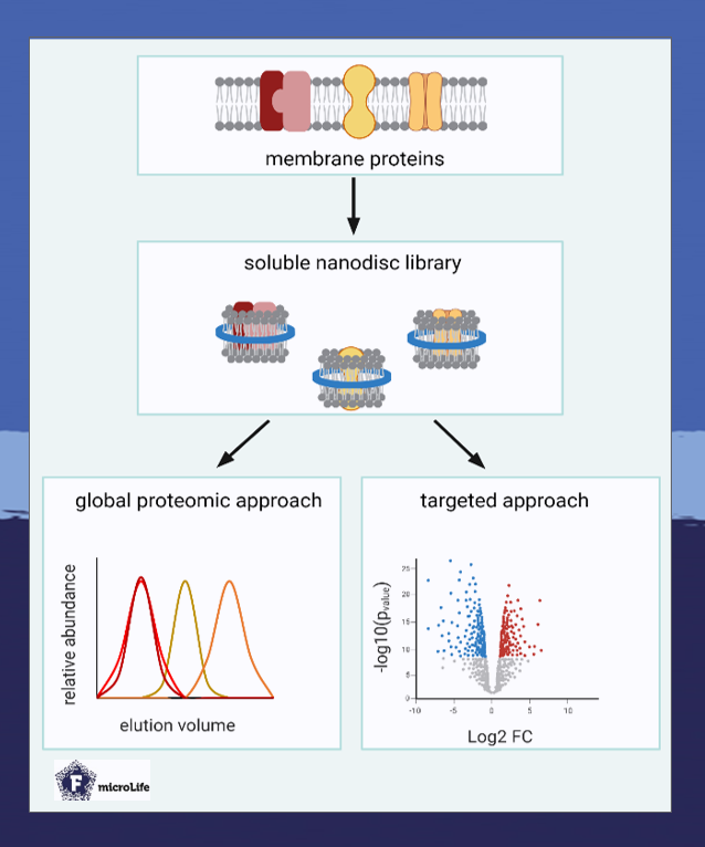 Investigating the membrane proteins in Pseudomonas aeruginosa