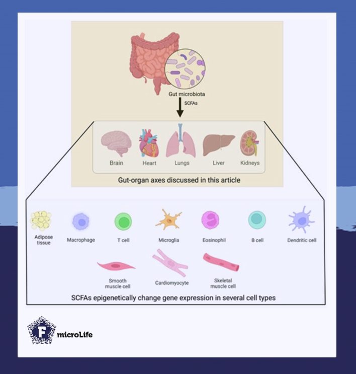 #FEMSmicroBlog: New roles for microbial butyrate in human health - FEMS