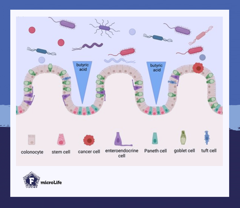 #FEMSmicroBlog: New roles for microbial butyrate in human health - FEMS