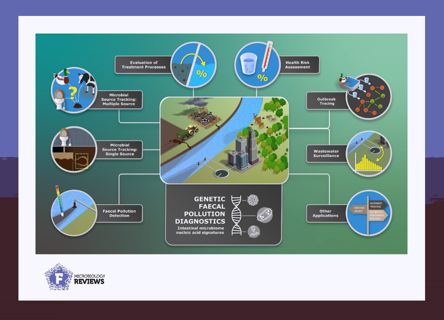 #FEMSmicroBlog: Poo in water is a complex issue - FEMS