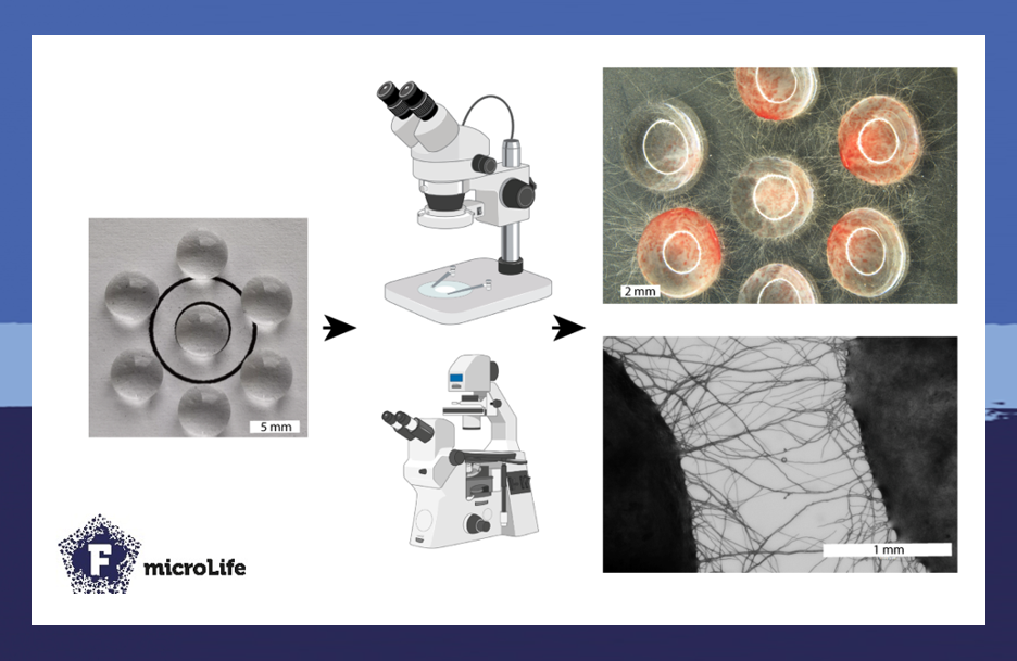 #FEMSmicroBlog: Fungal drops to visualize the soil mycelium