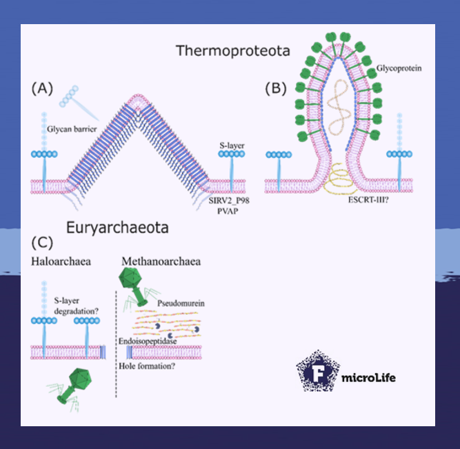 #FEMSmicroBlog: The incredible world of archaeal viruses - FEMS