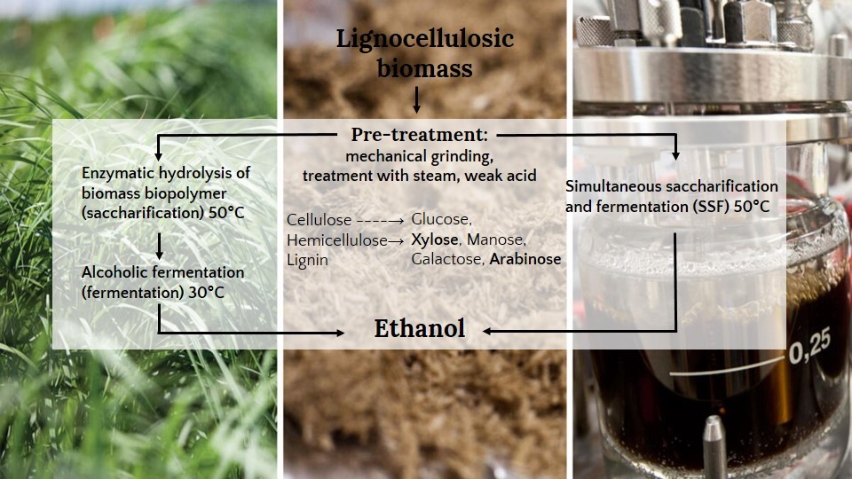 #FEMSmicroBlog: Cellobiose fermentation as a path towards sustainable biofuels - FEMS