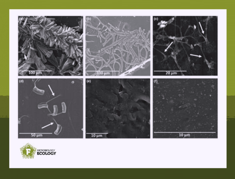 #FEMSmicroBlog: Microbes hitchhiking on plastics in our oceans - FEMS
