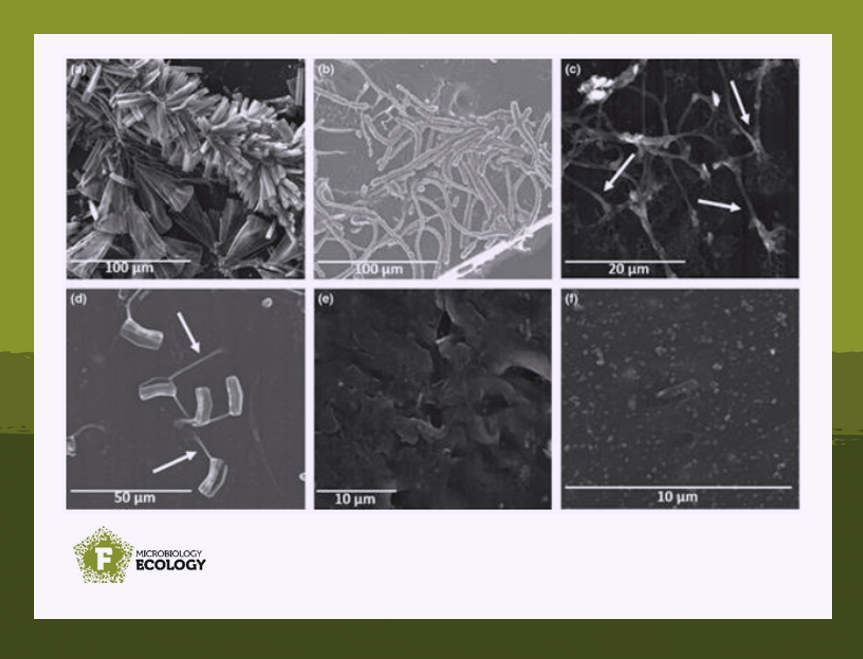 #FEMSmicroBlog: Microbes hitchhiking on plastics in our oceans - FEMS