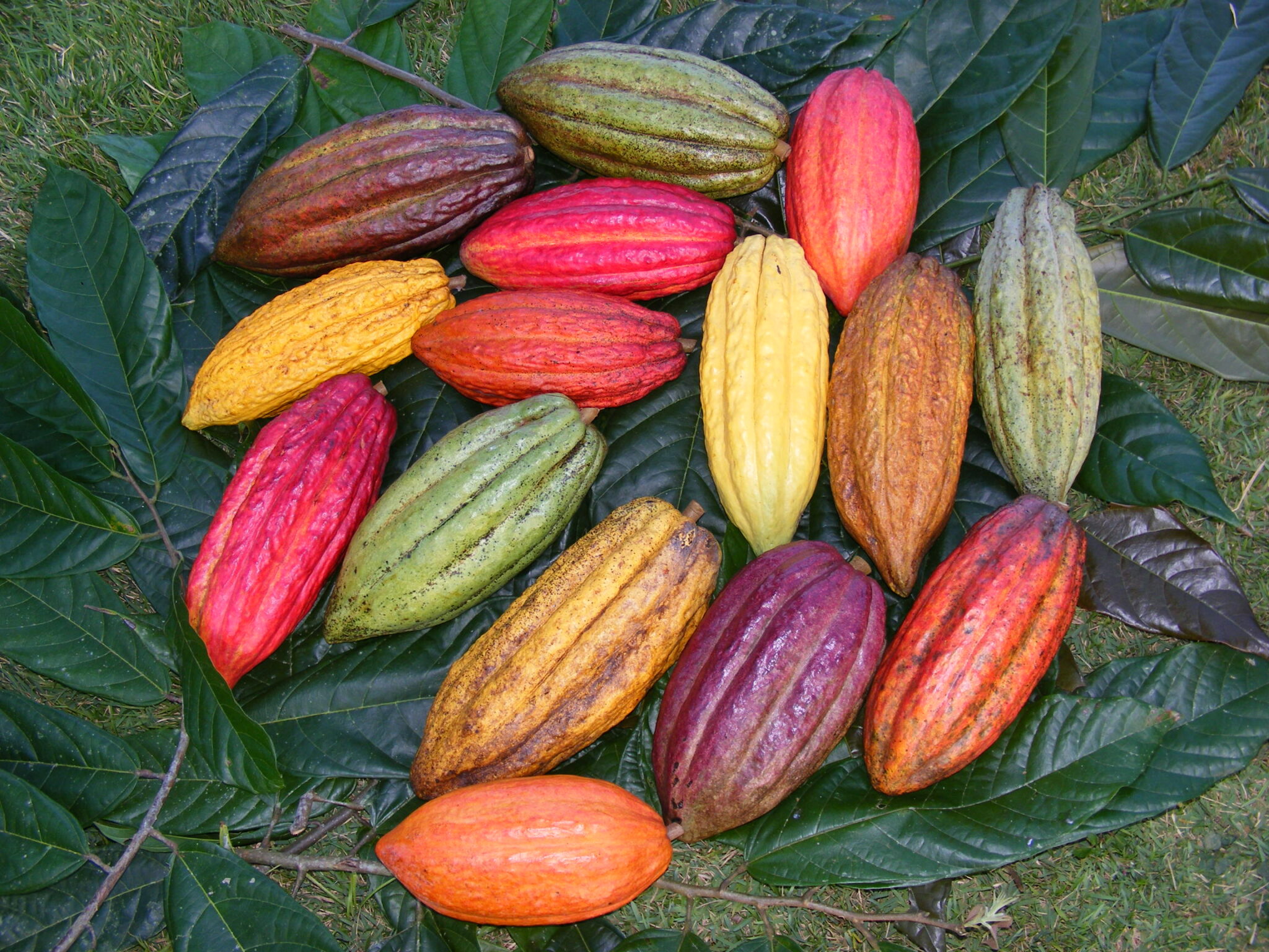 #FEMSmicroBlog: How microbes produce the delicious flavour of chocolate ...