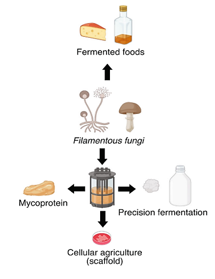 Fungus Day: Nutritous fungal biomass for sustainable foods