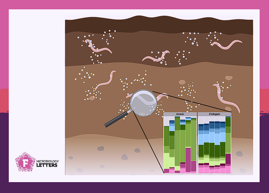 #FEMSmicroBlog: Microplastics affect the gut microbes of earthworms - FEMS