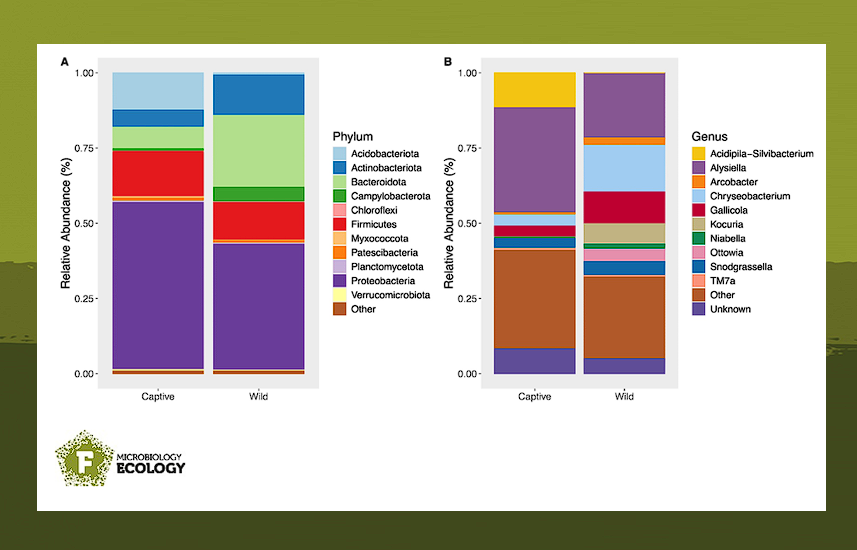 The gut microbiome of the ancient reptile tuatara from New Zealand