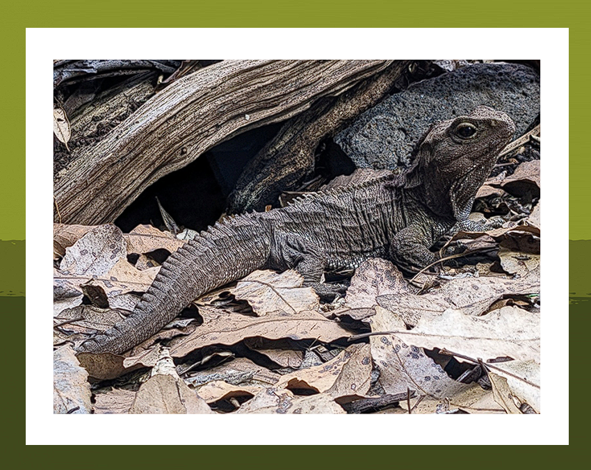 The gut microbiome of the ancient reptile tuatara from New Zealand