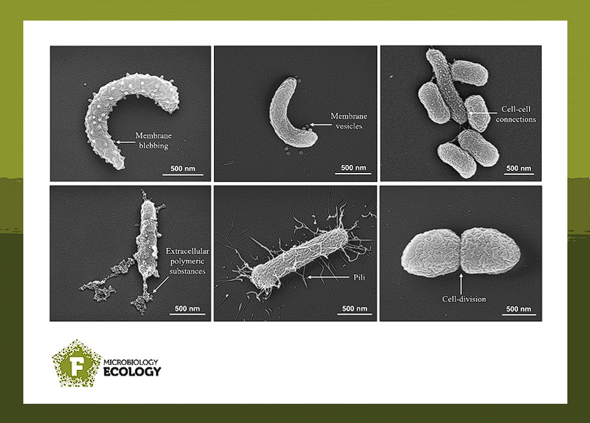 #FEMSmicroBlog: Marine microbes adapt to seasonal challenges