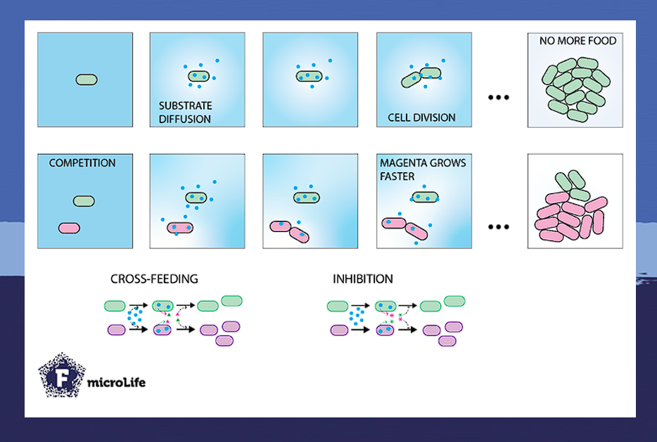 #FEMSmicroBlog: Visualizing bacterial interactions within multispecies ...