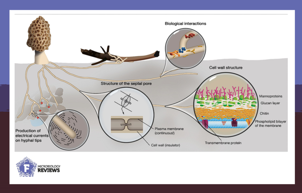 #FEMSmicroBlog: Fungi as Nature’s hidden electrical network - FEMS