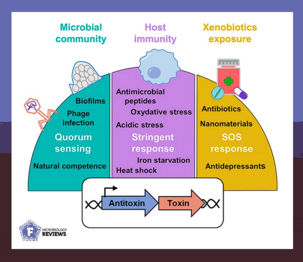 Toxin-antitoxin systems as survival tools for bacteria