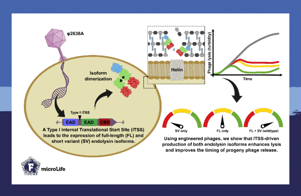 How a short phage endolysin isoform supercharges bacterial lysis