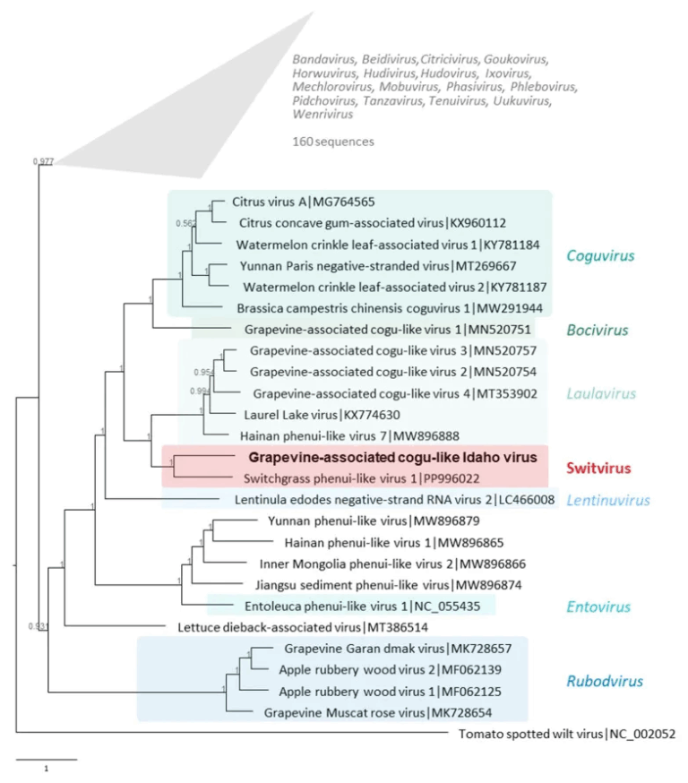 #FEMSmicroBlog: New viruses discovered in 2025 - FEMS