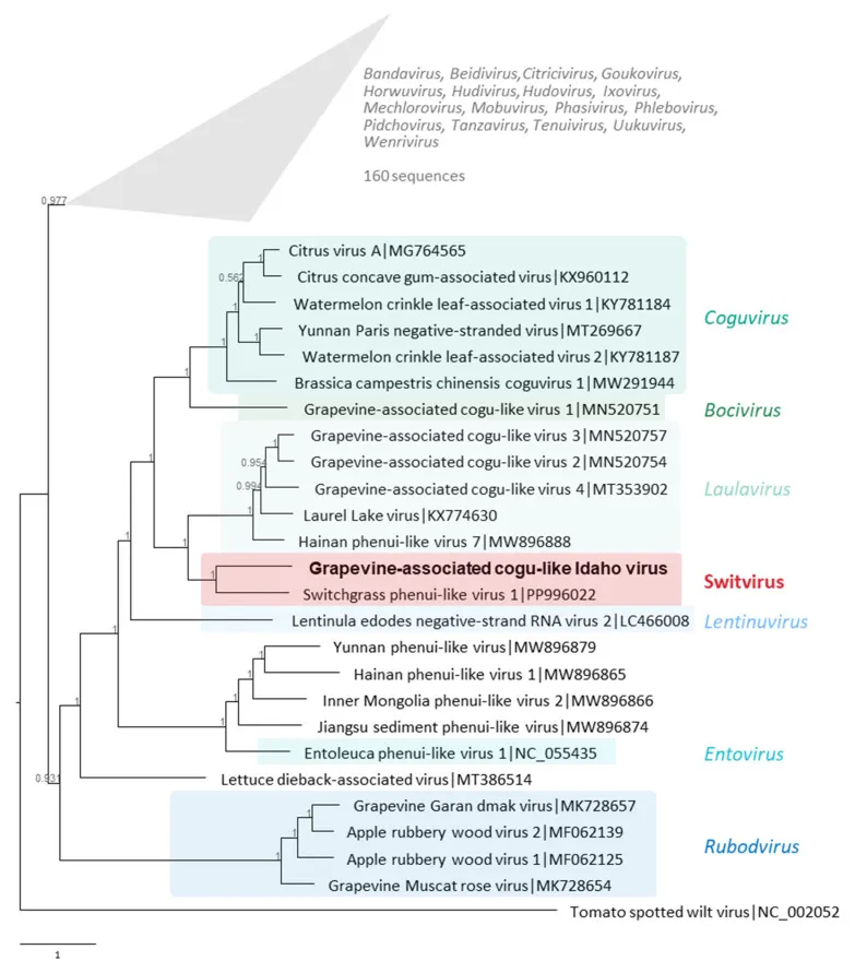 #FEMSmicroBlog: New viruses discovered in 2025 - FEMS