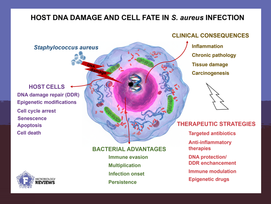 #FEMSmicroBlog: How bacterial pathogens mess with your DNA